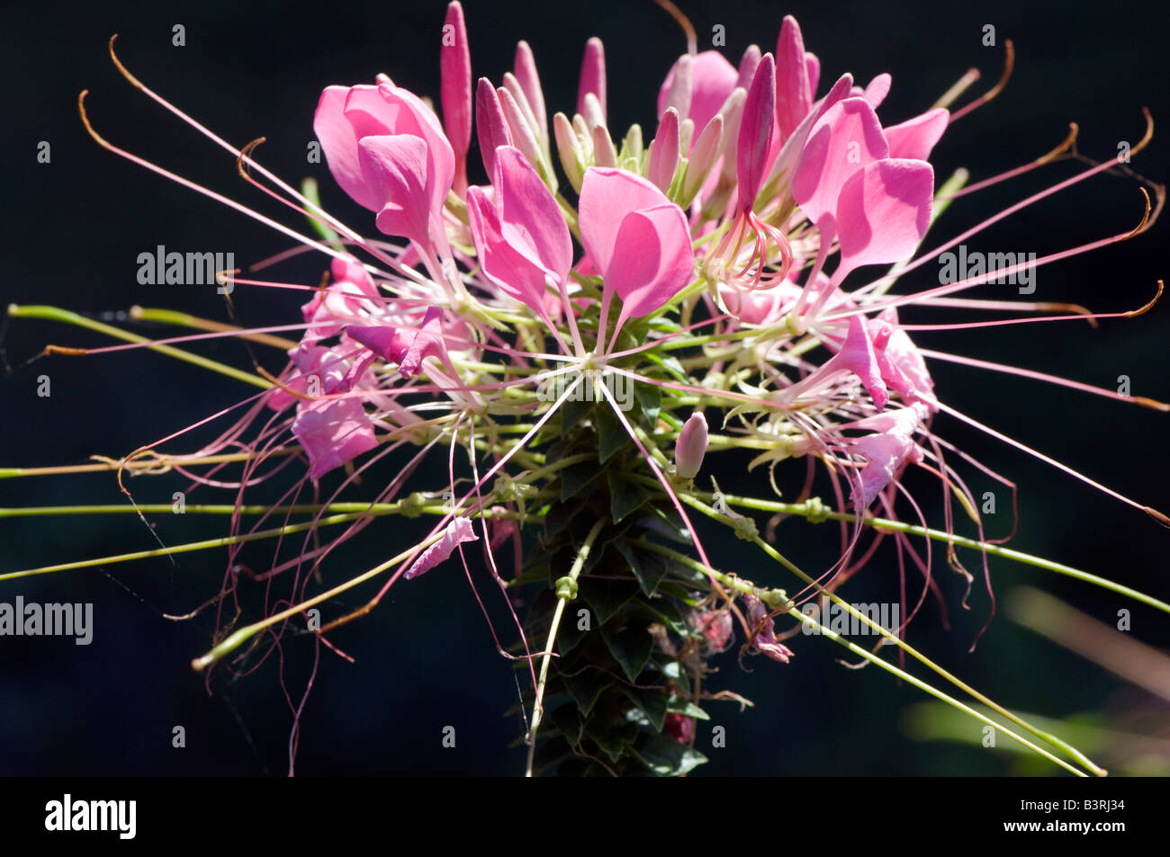 Pink spike hi-res stock photography and images - Alamy