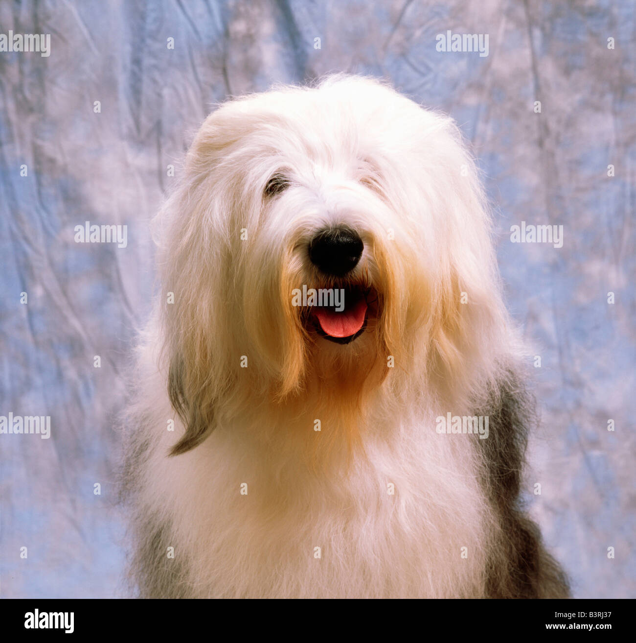 Old english sheepdog panting hi-res stock photography and images - Alamy