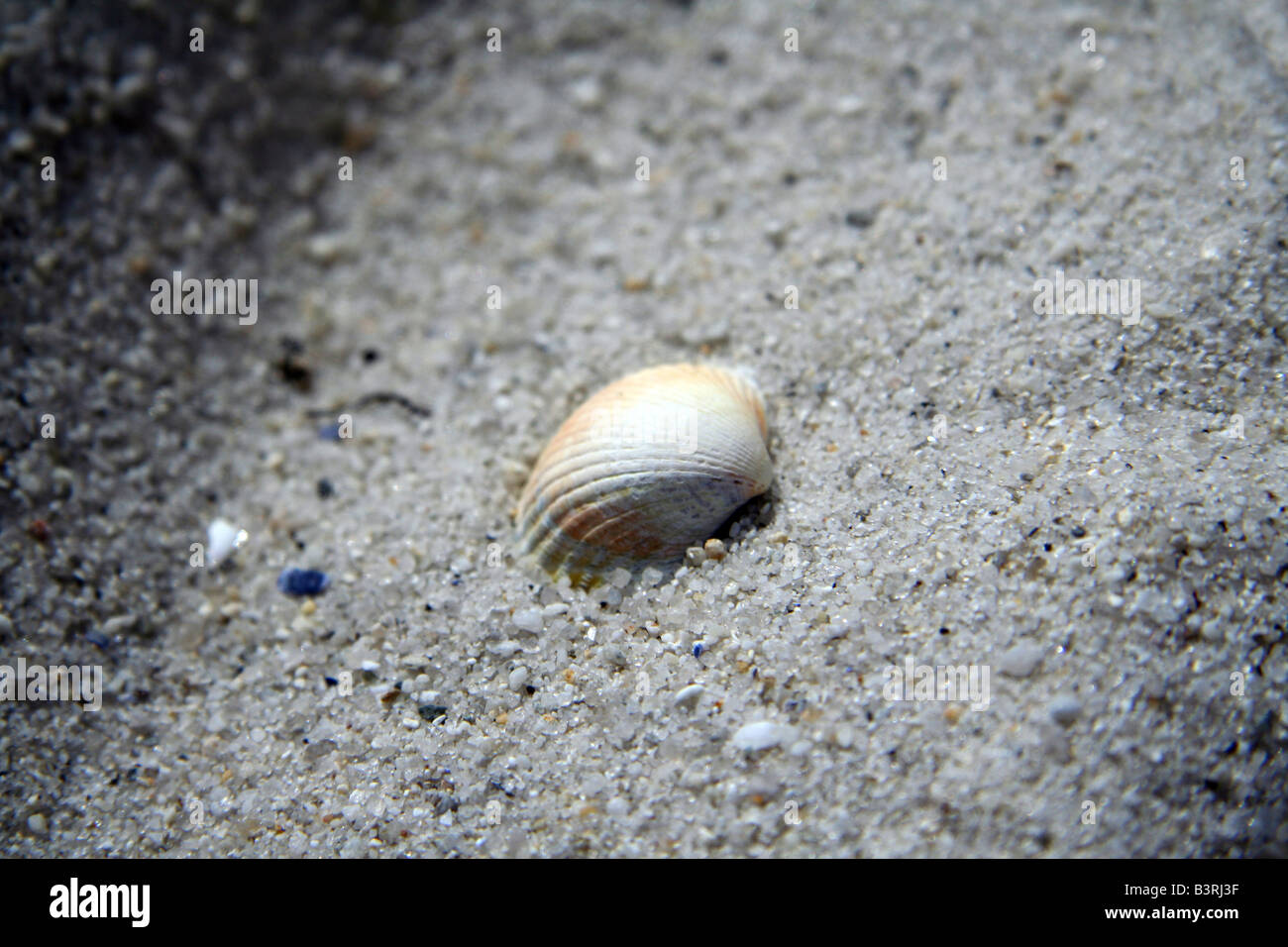 Clam shell on the beach, France Stock Photo - Alamy