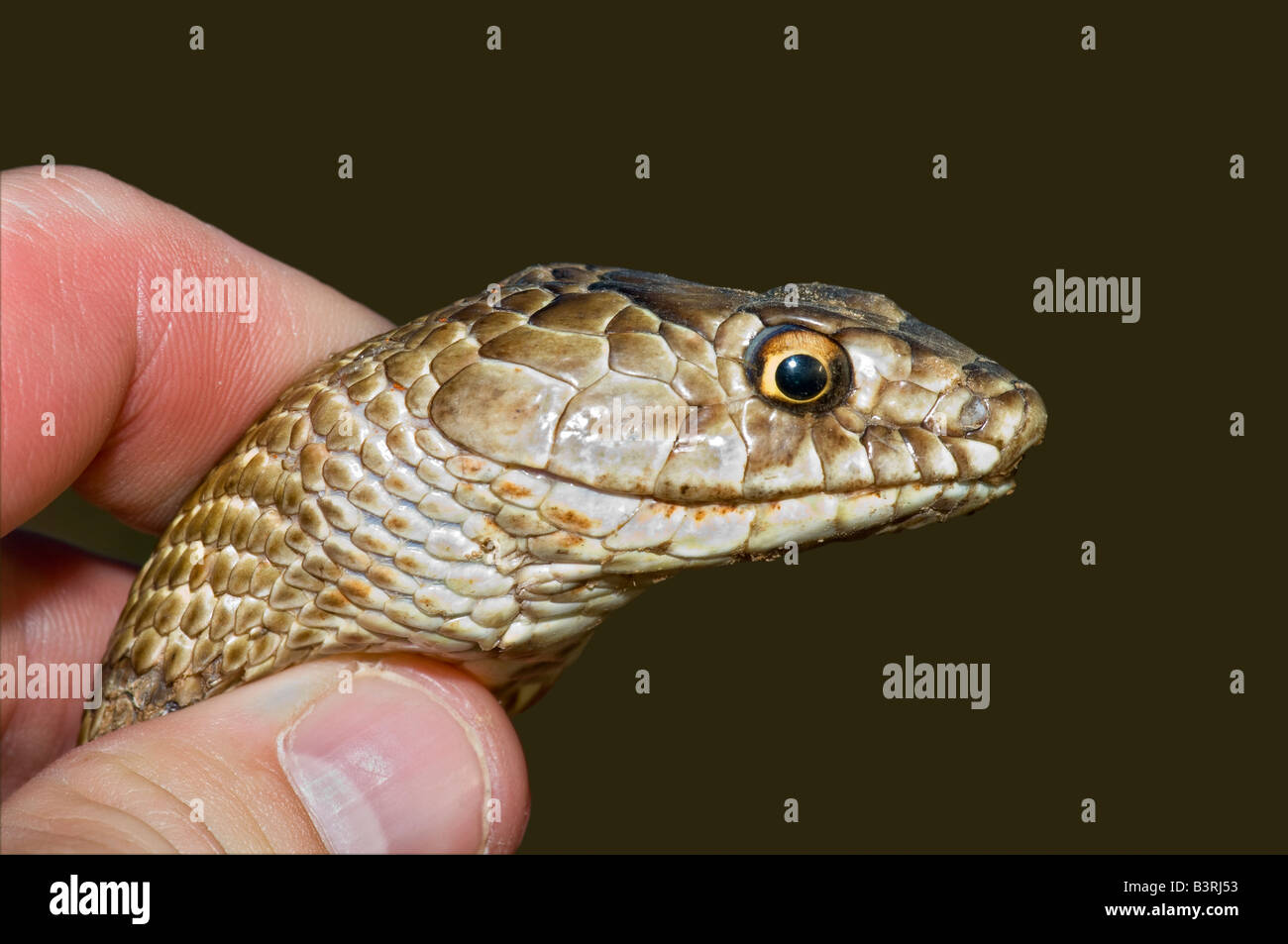 Coachwhip Snakes High Resolution Stock Photography and Images - Alamy
