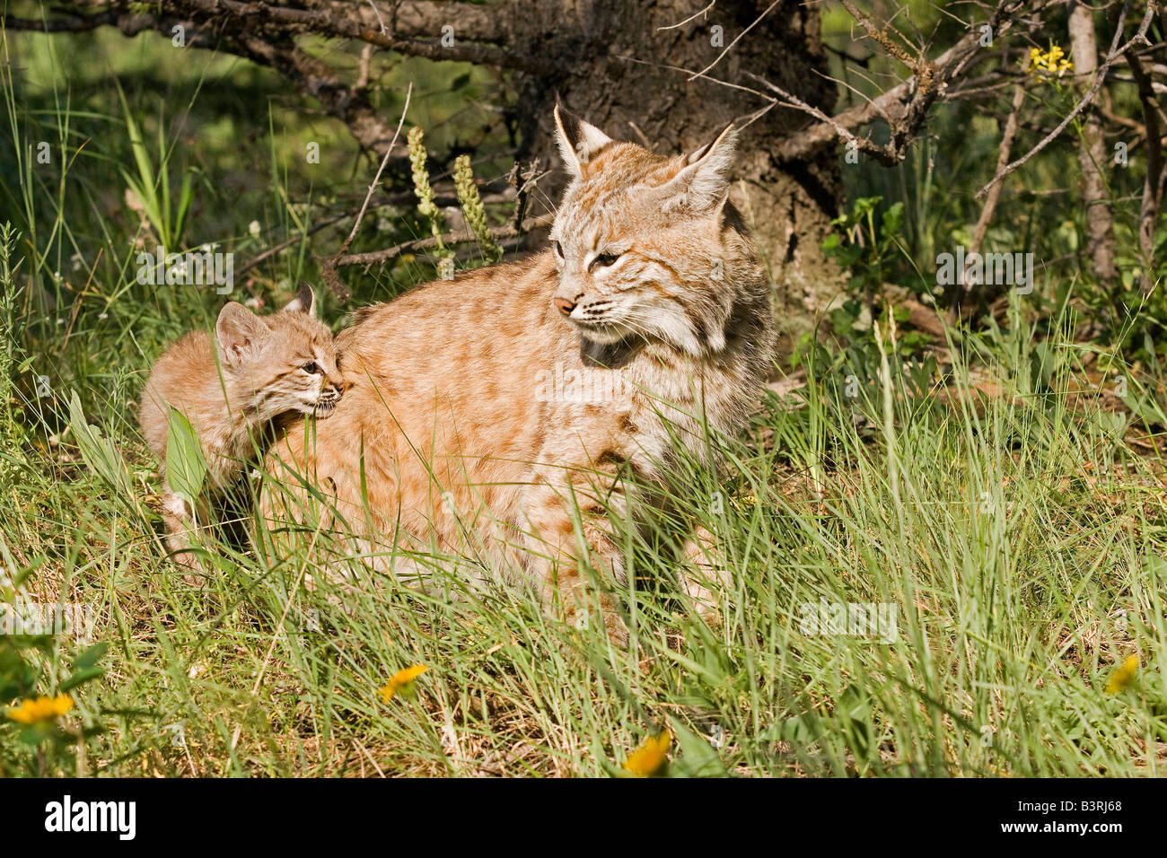 Bobcat kitten with his mother Stock Photo - Alamy