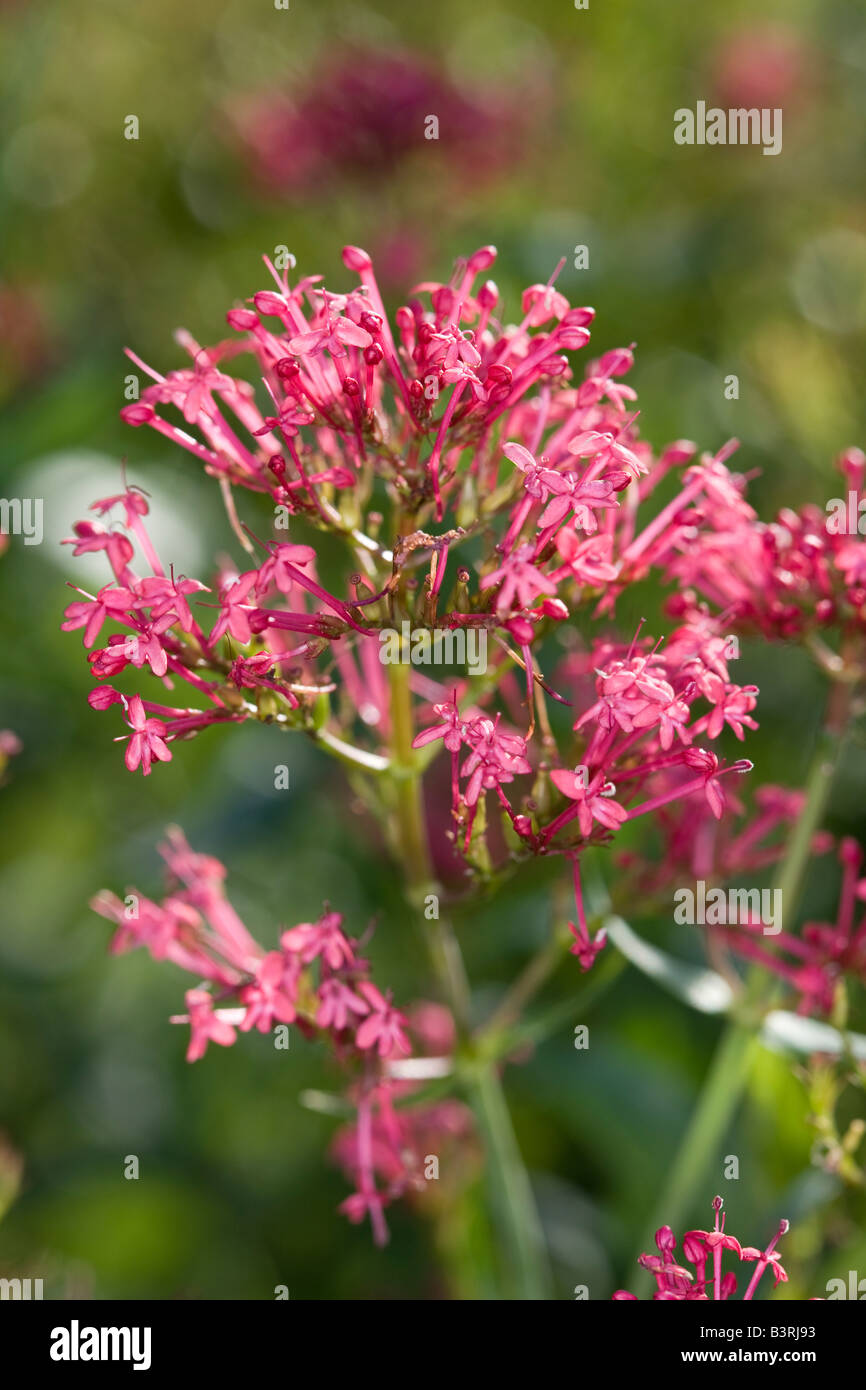 Centranthus bloom hi-res stock photography and images - Alamy