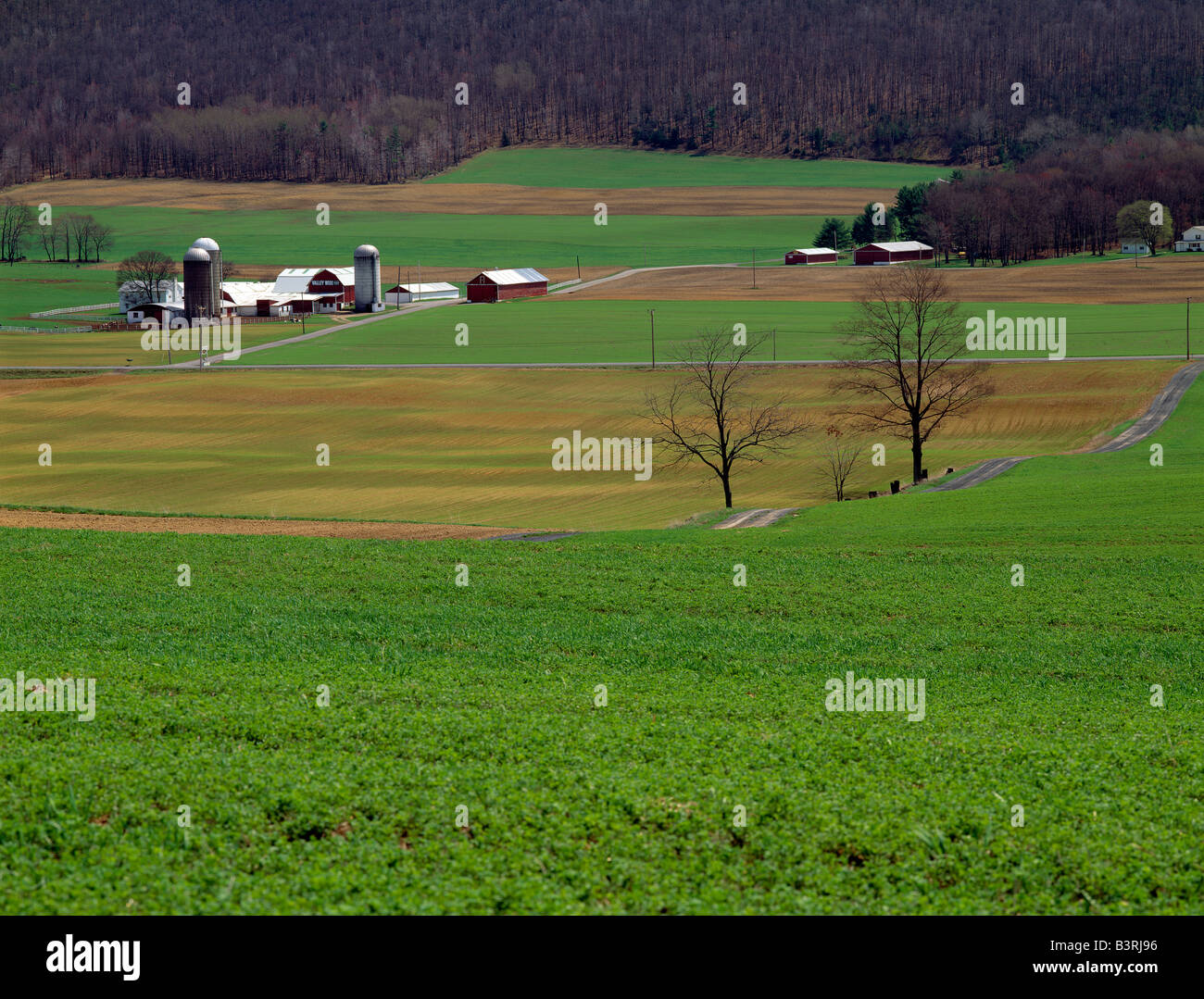 FIELDS & BARNS IN EARLY SPRING, VALLEY WIDE FARM; DAIRY FARM NEAR STATE ...