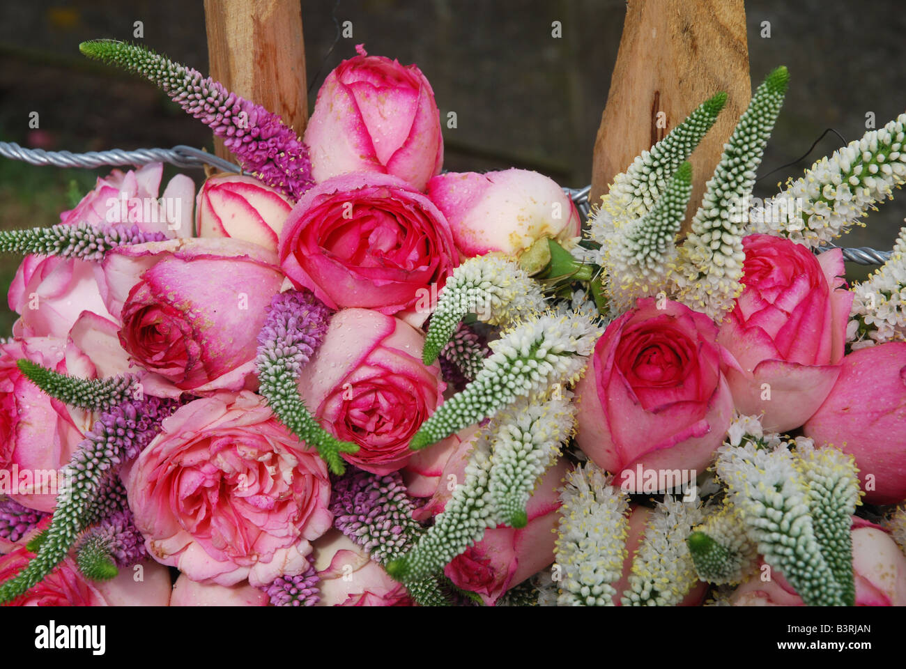 flower display at bi annual Rose festival Lottum Limburg Netherlands ...
