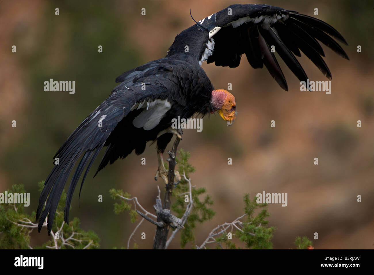 California Condors (Gymnogyps californianus) Two Perched on treetop ...