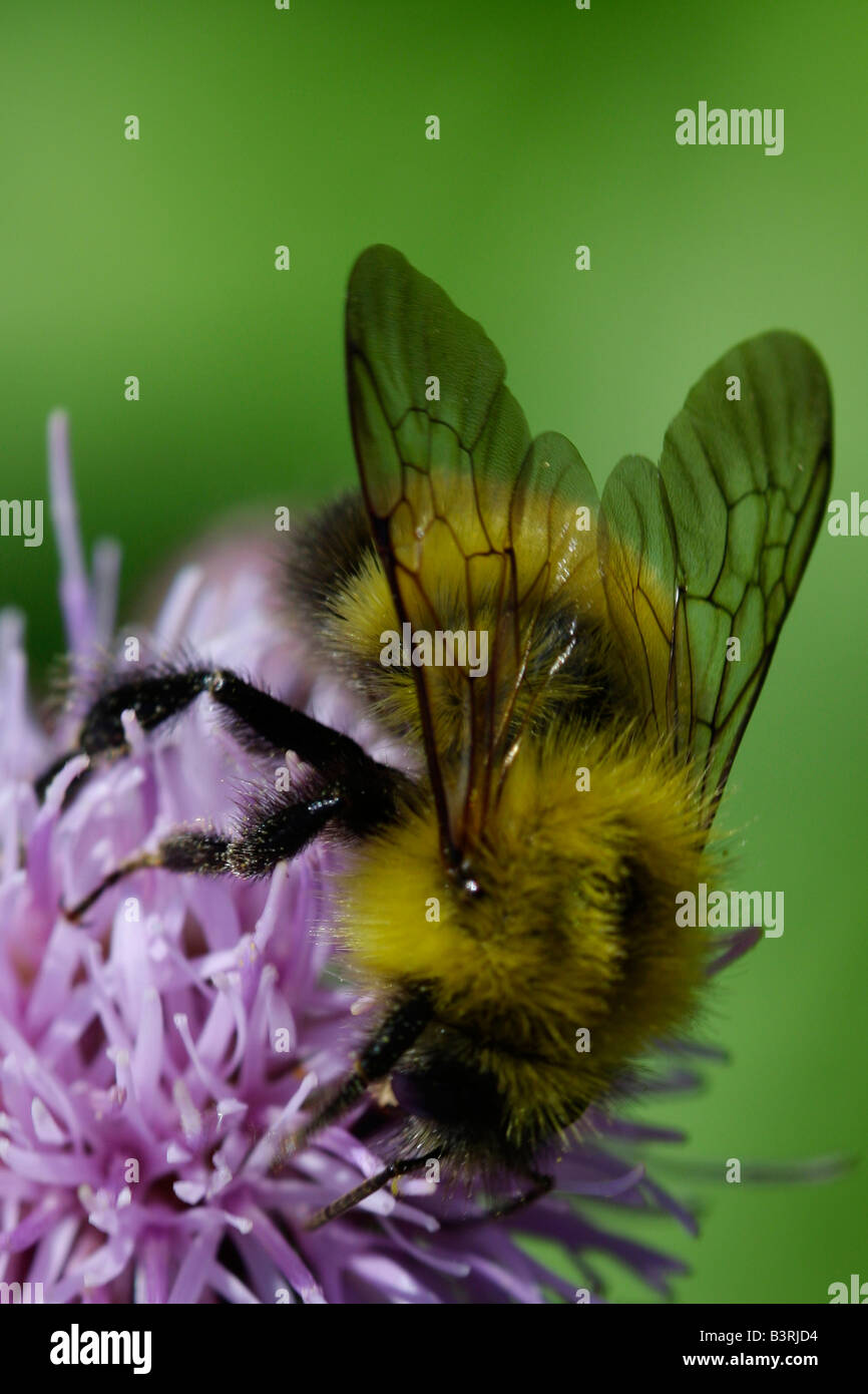 Honey bee pollen sitting on purple wild flower the Bumble bee natural ...