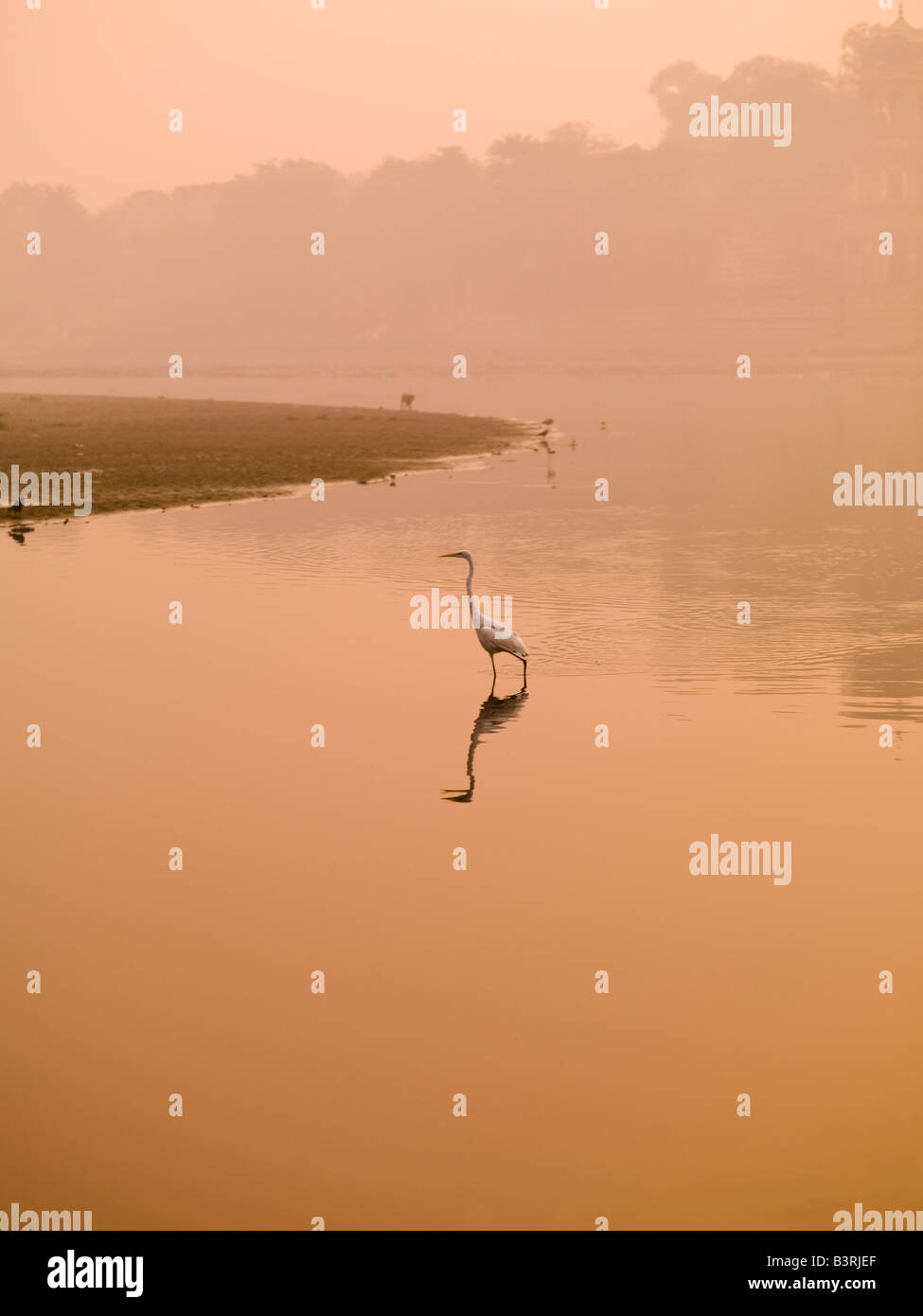 Bird in a lake Stock Photo - Alamy