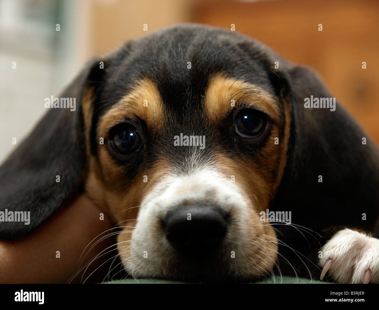 Baby and scratch hi-res stock photography and images - Alamy