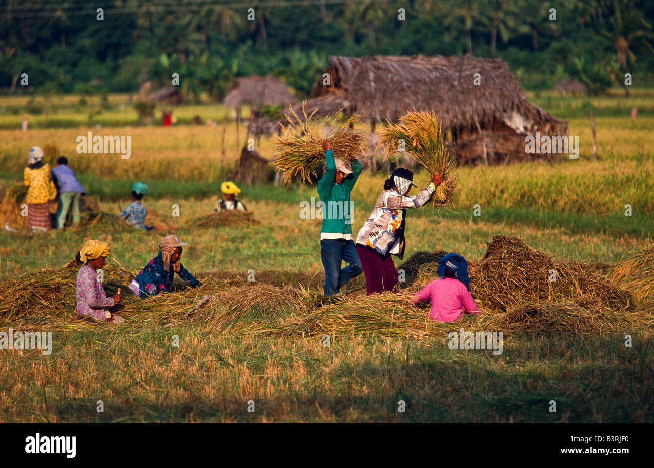 Harvesting rice, Bali, Indonesia Stock Photo - Alamy