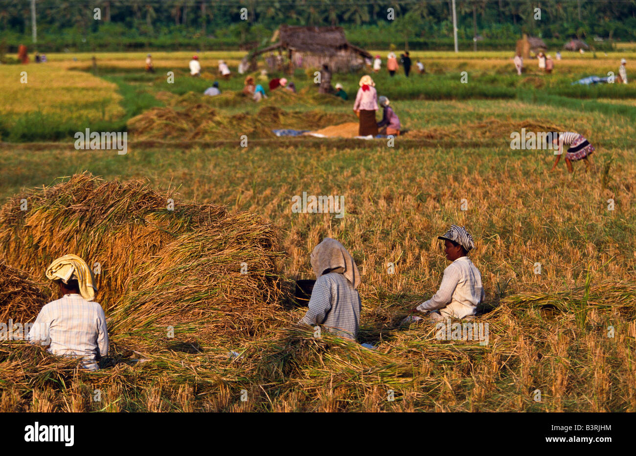 Harvesting rice, Bali, Indonesia Stock Photo - Alamy
