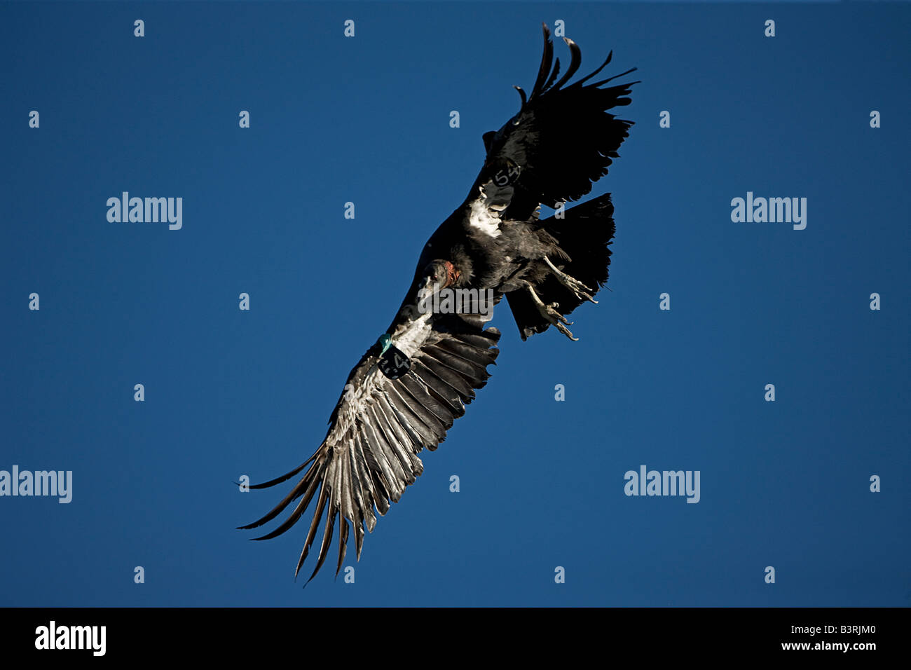 California Condor (Gymnogyps californianus) In Flight - Utah ...
