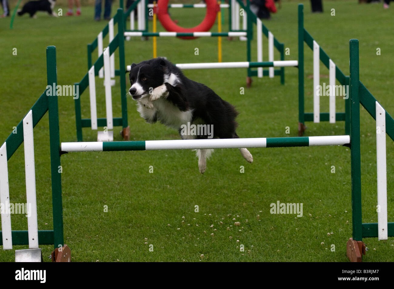 Dog training hi-res stock photography and images - Alamy