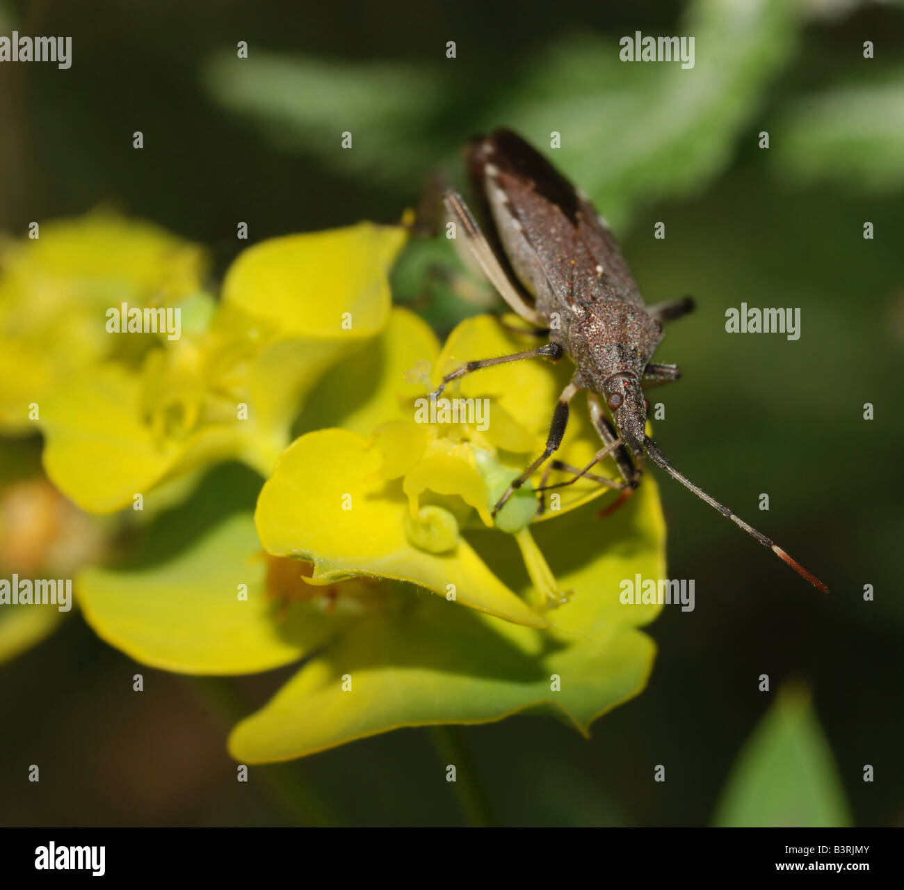 The bug on a flower A photo close up Stock Photo - Alamy