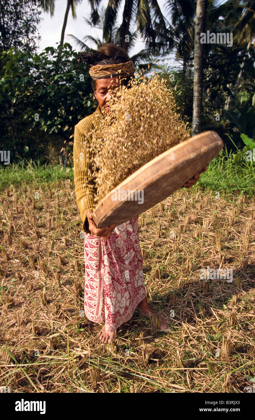 Rice Harvest, Bali, Indonesia Stock Photo - Alamy