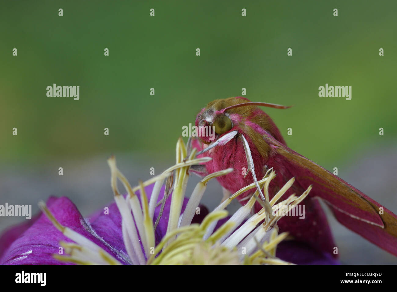 Elephant Hawk moth Deilephila elpenor Stock Photo - Alamy