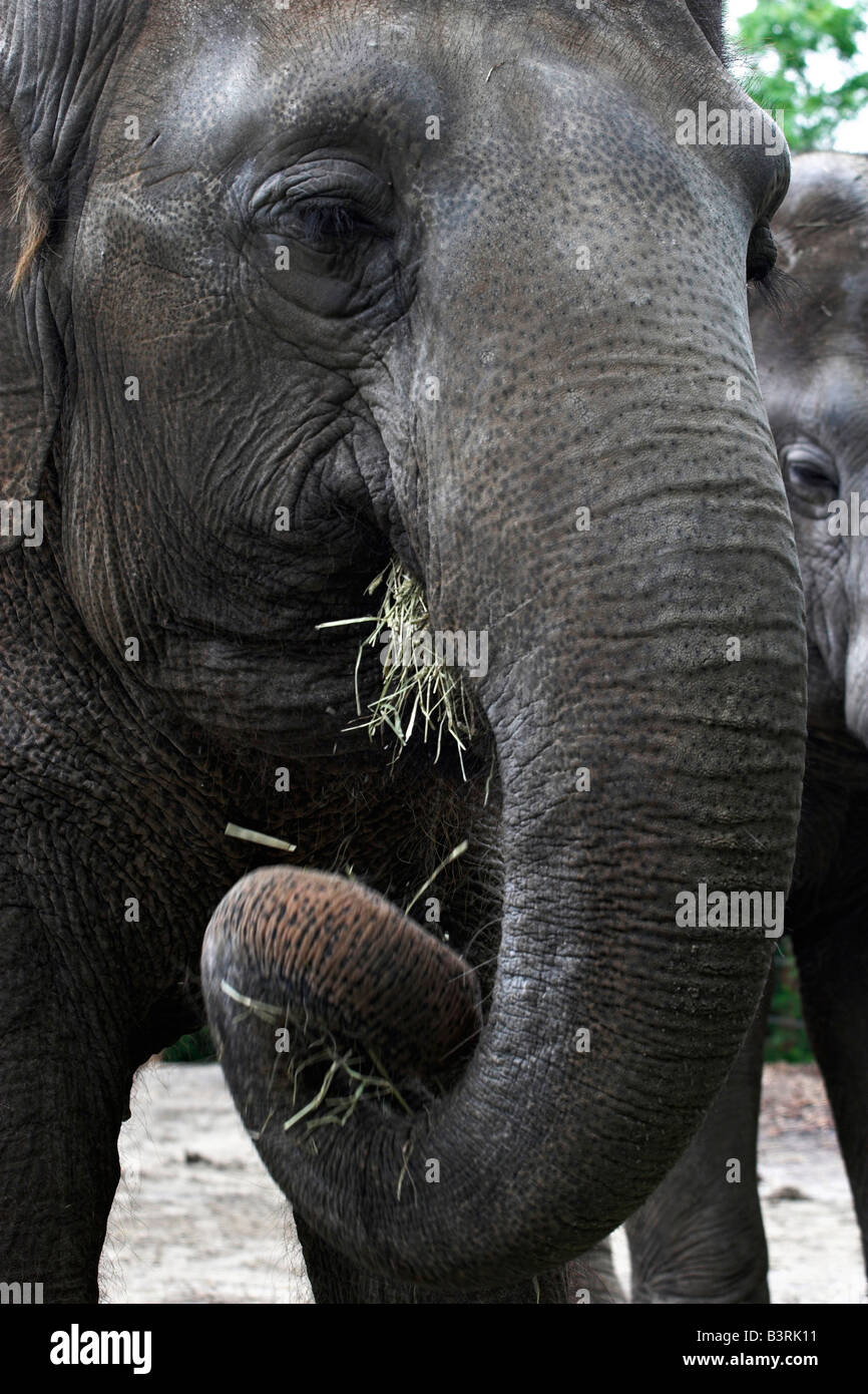 An elephant eats lunch Stock Photo - Alamy