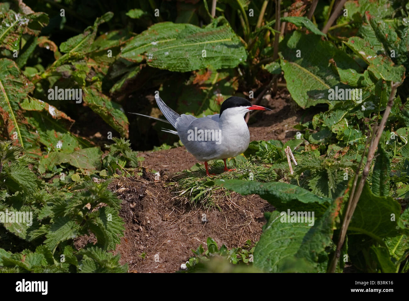 Common tern nest hi-res stock photography and images - Alamy