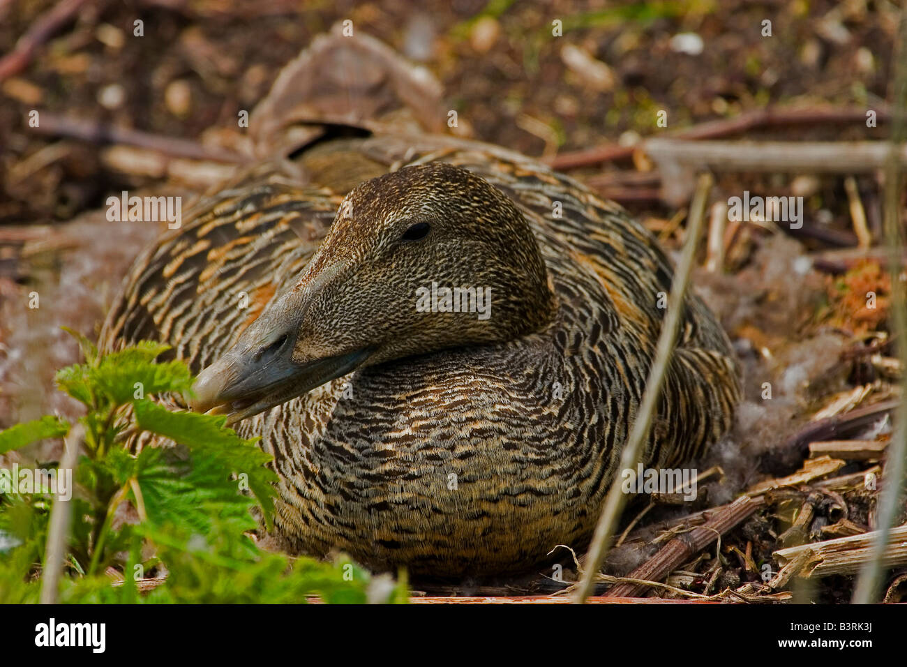 Eider nest hi-res stock photography and images - Alamy