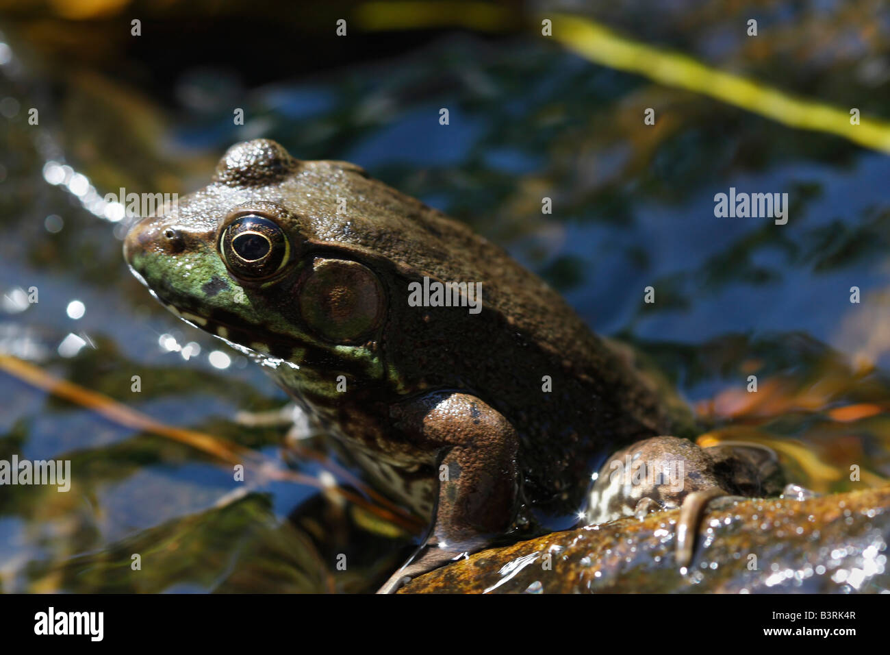 The frog sitting in a pond blurry blurred blur background overhead top ...