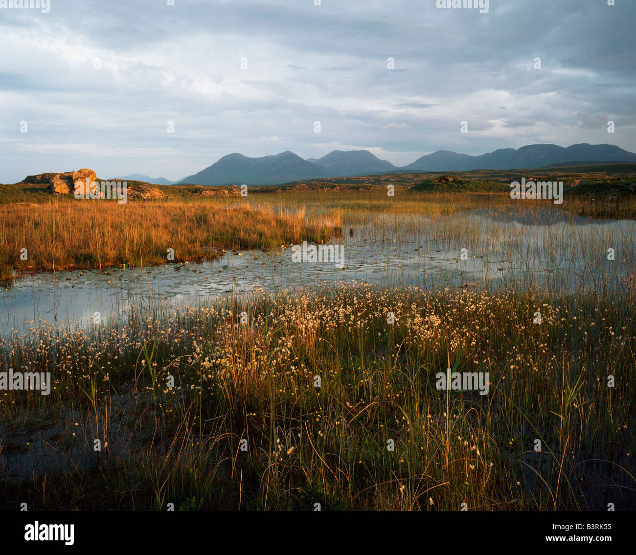Bog body ireland hi-res stock photography and images - Alamy