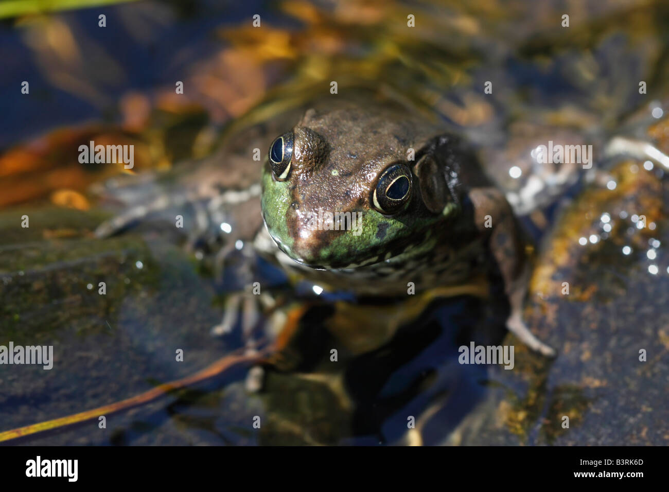 Michigan frogs hi-res stock photography and images - Alamy