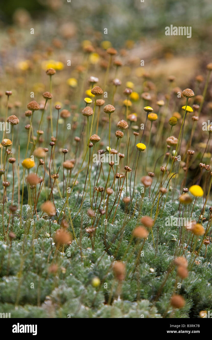 Cotula hispida hi-res stock photography and images - Alamy