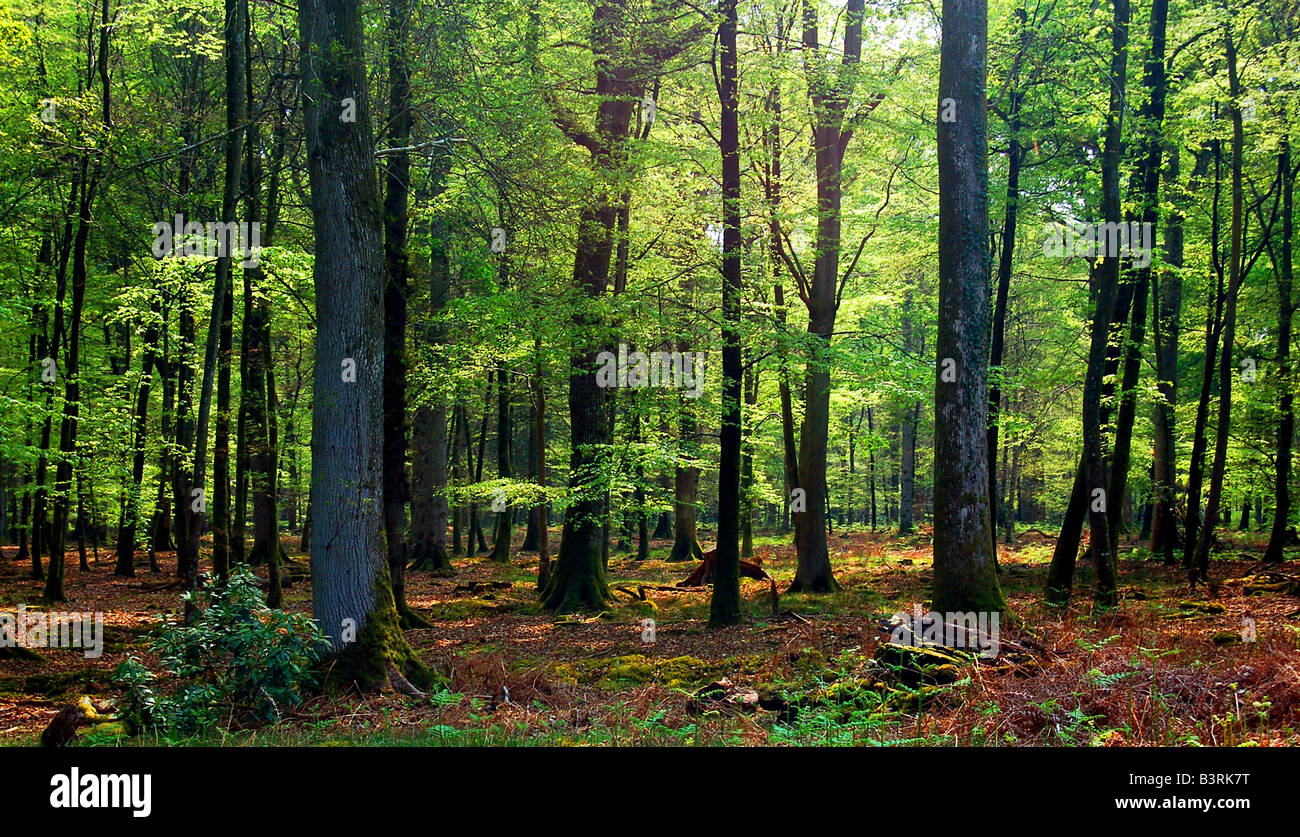 New forest ancient trees hi-res stock photography and images - Alamy