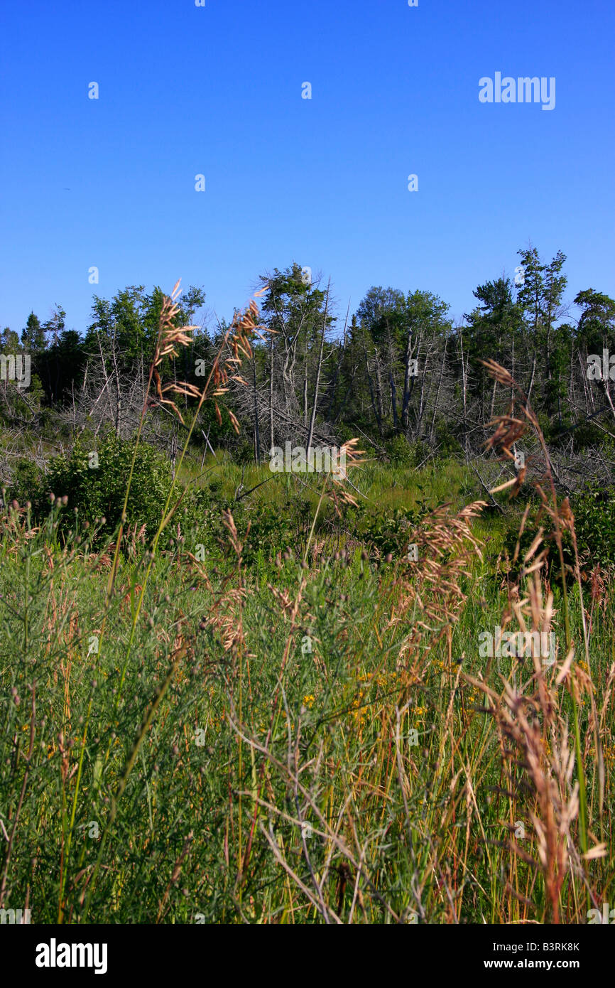 Beautiful rural landscape splendour in th grass green natue is ...
