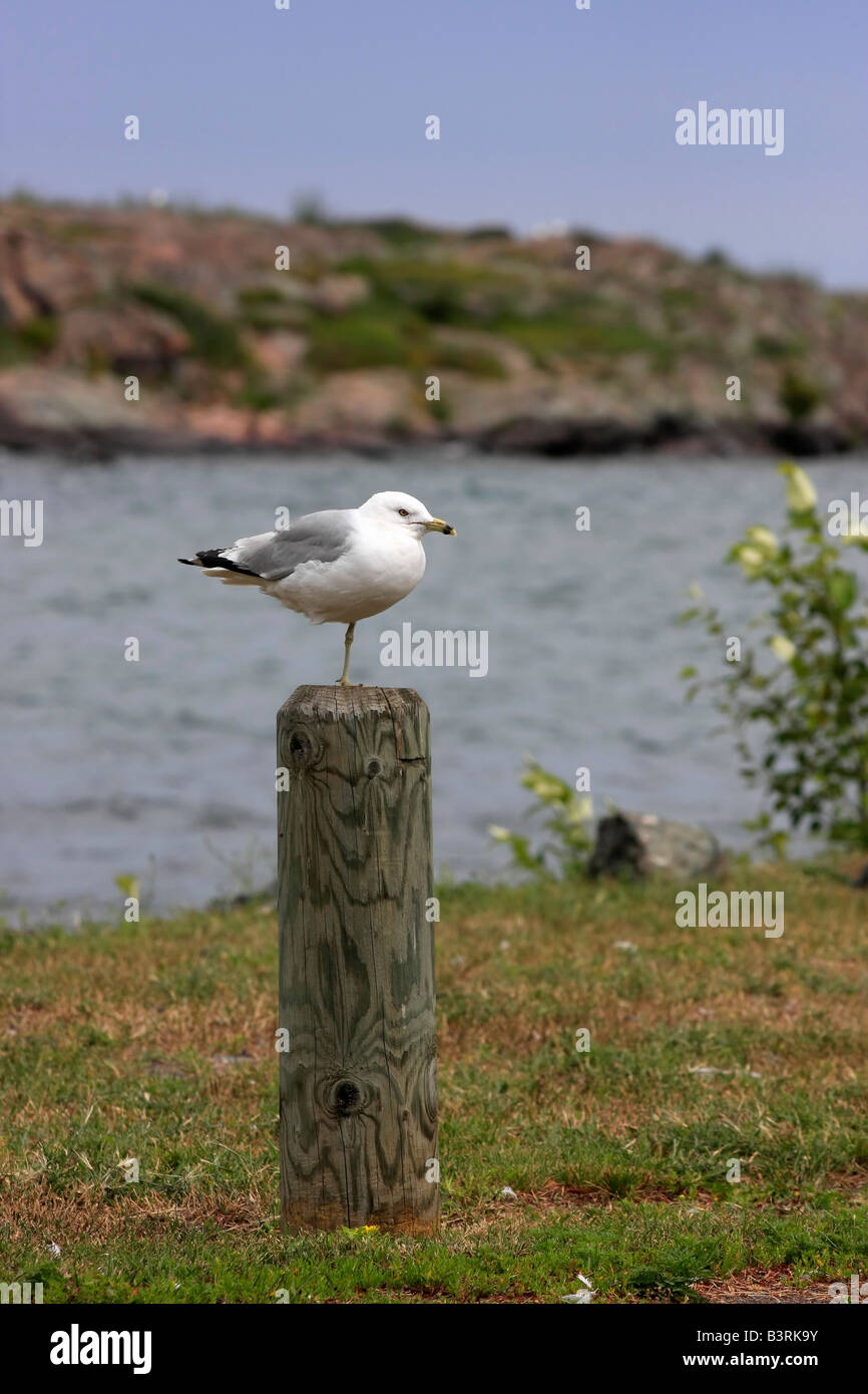 Lake Superior island at Marquette Michigan MI a wild Sequall bird ...