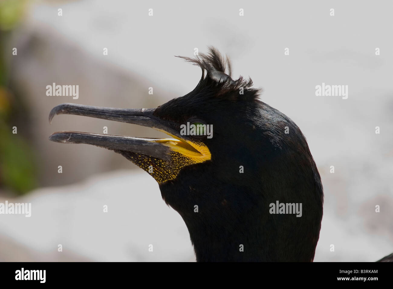 Crest on head hi-res stock photography and images - Alamy