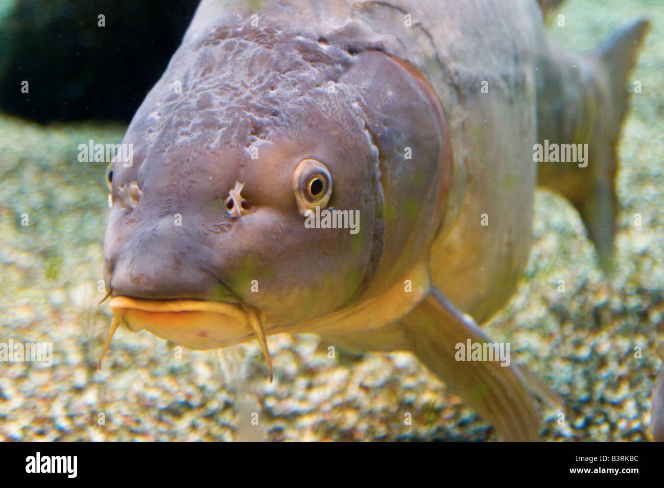 Mirror carp hi-res stock photography and images - Alamy