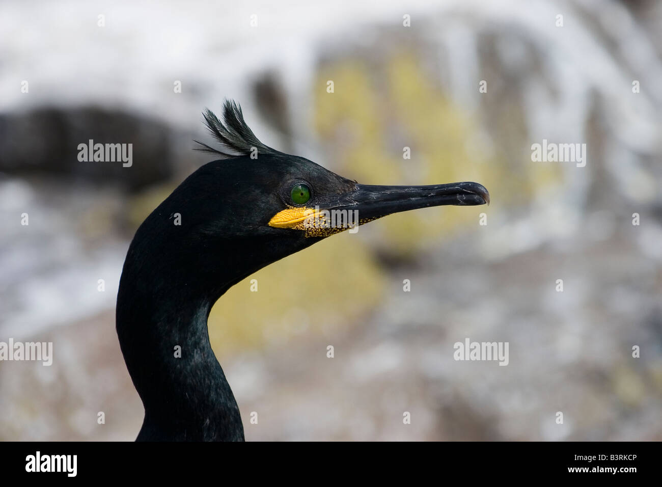 SHAG HEAD AND CREST Stock Photo - Alamy