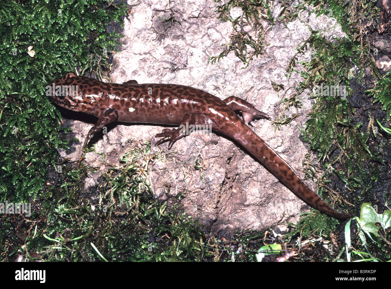 Pacific giant salamanders hi-res stock photography and images - Alamy