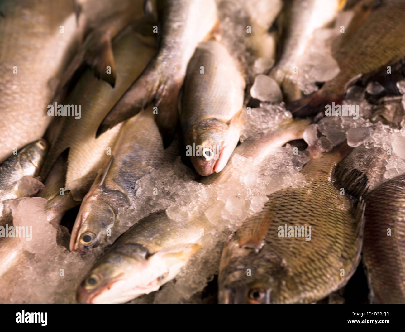 Fish, Cochin, Kerala, India Stock Photo - Alamy