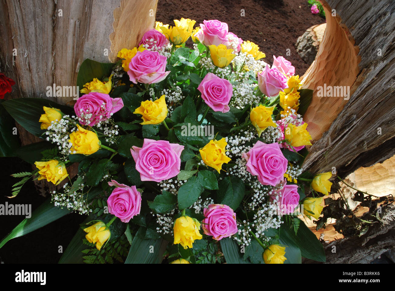 flower display at bi annual Rose festival Lottum Limburg Netherlands ...