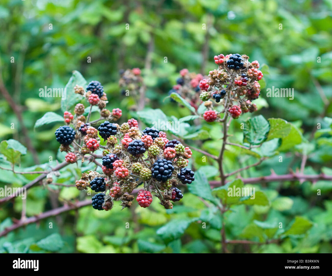 Berries hampshire england hi-res stock photography and images - Alamy
