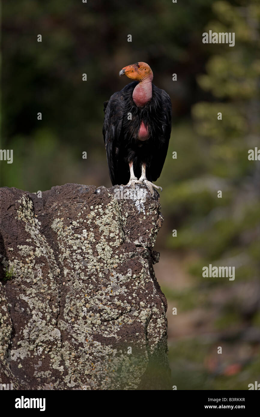 Perched Endangered Full Crop High Resolution Stock Photography and ...
