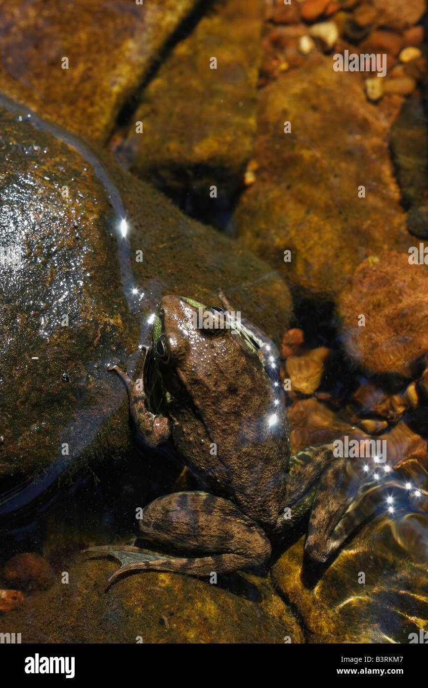 Frog eyes above water hi-res stock photography and images - Alamy