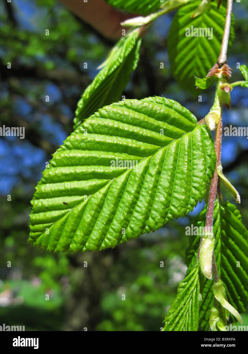 leave in front of tree Stock Photo - Alamy