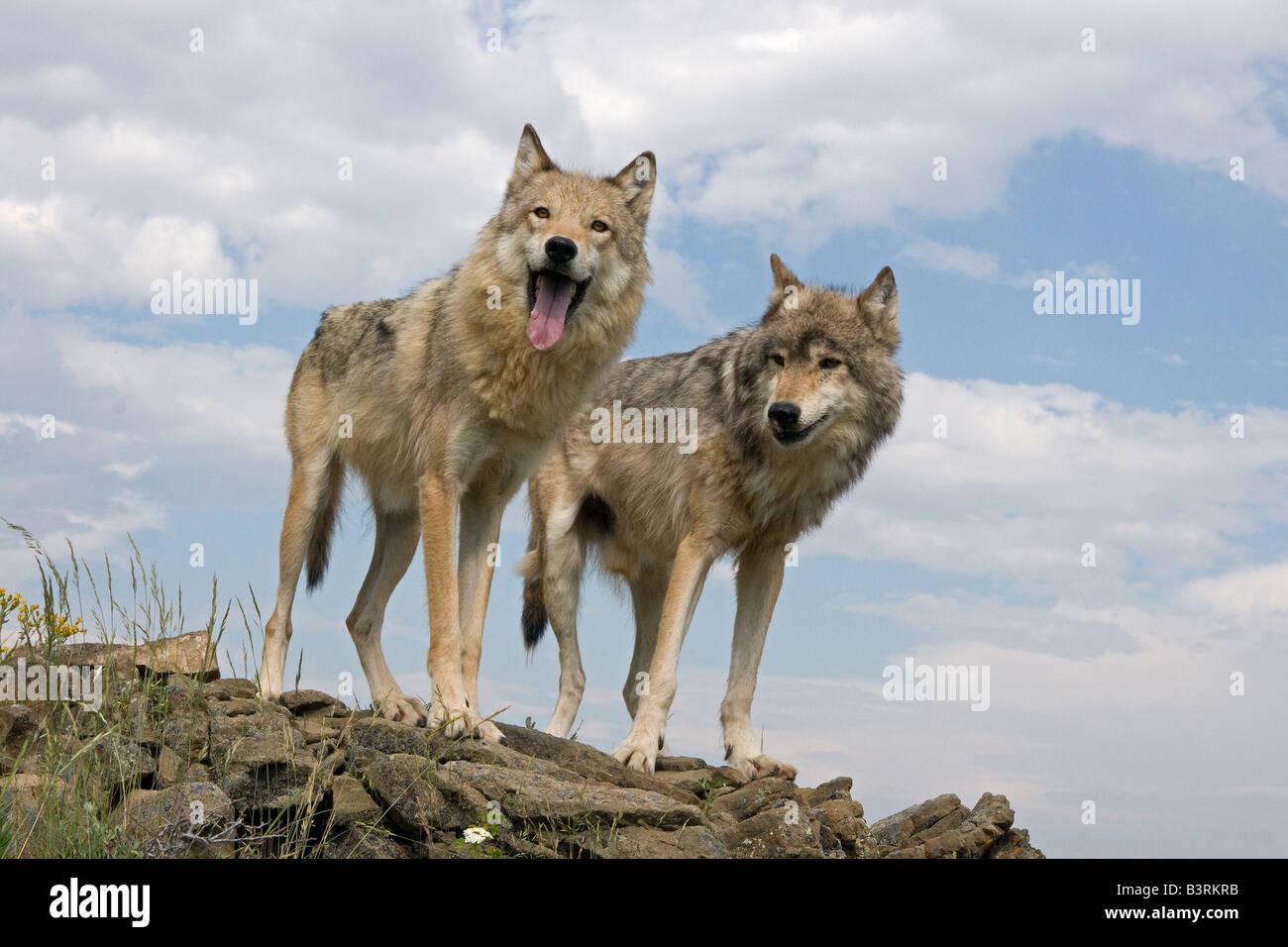 Mountains wolves hi-res stock photography and images - Alamy