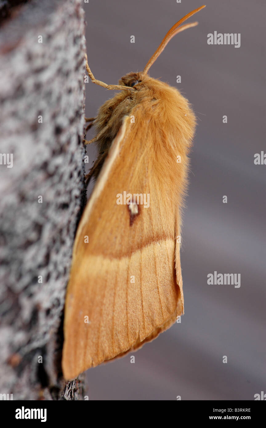 A female Oak Eggar moth Stock Photo - Alamy