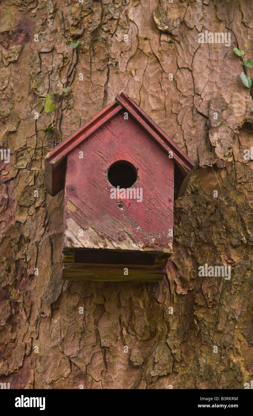 Tree nesting bird uk hi-res stock photography and images - Alamy