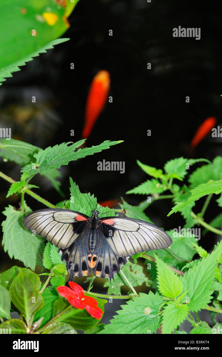 Female Great Mormon tropical swallowtail butterfly Papilio memnon ...