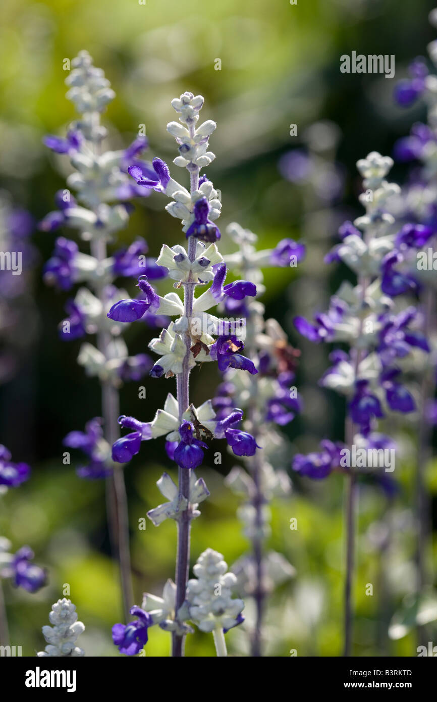 Salvia farinacea strata hi-res stock photography and images - Alamy