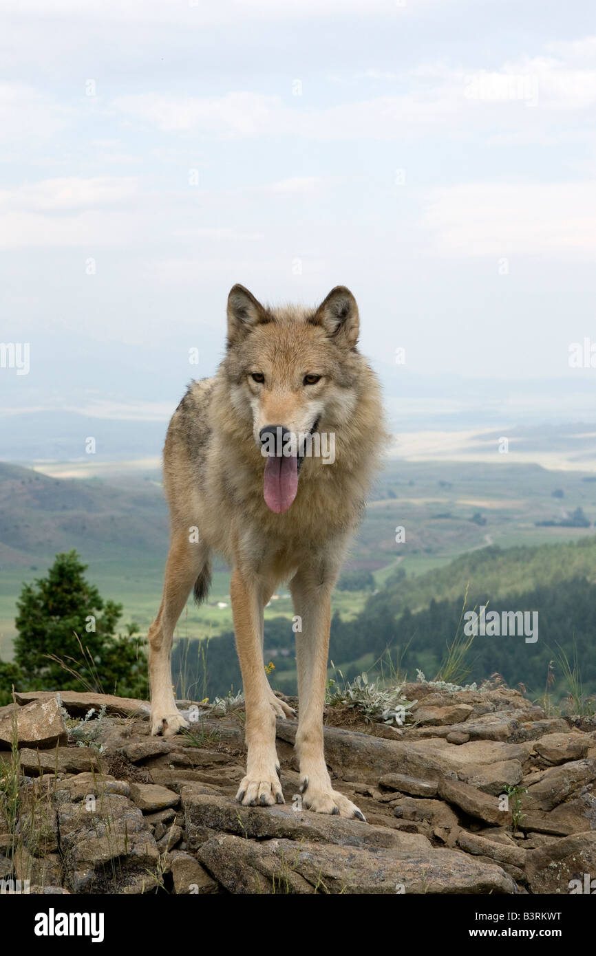 Grey Wolf on a rocky ledge in the Montana mountains Stock Photo - Alamy