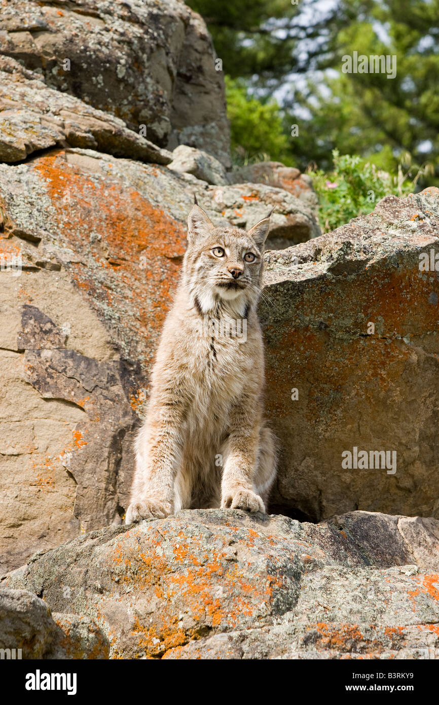 Pictures lynx hi-res stock photography and images - Alamy