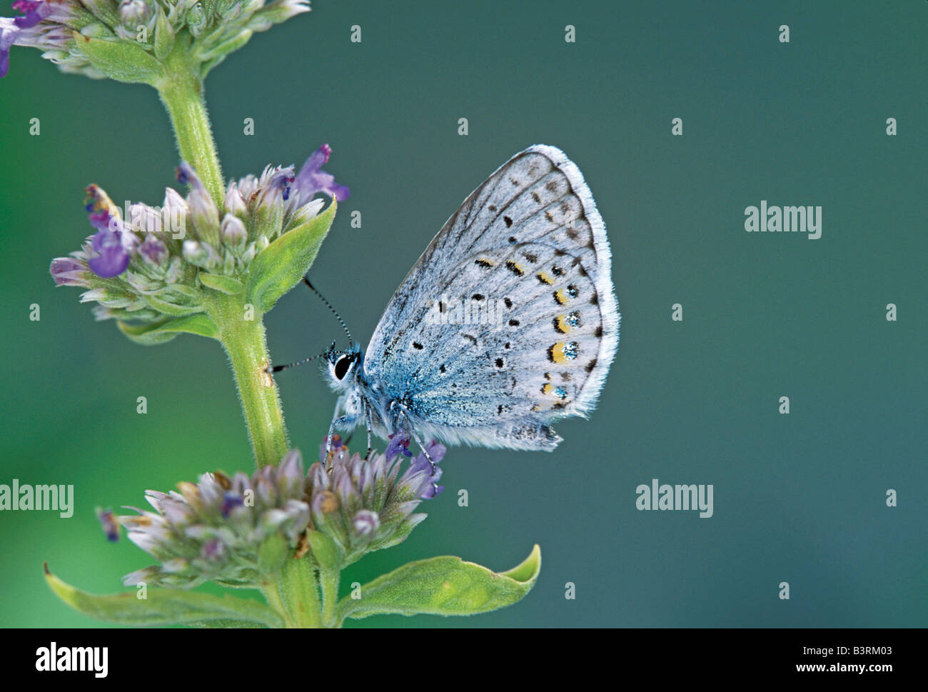 Lycaeides idas hi-res stock photography and images - Alamy