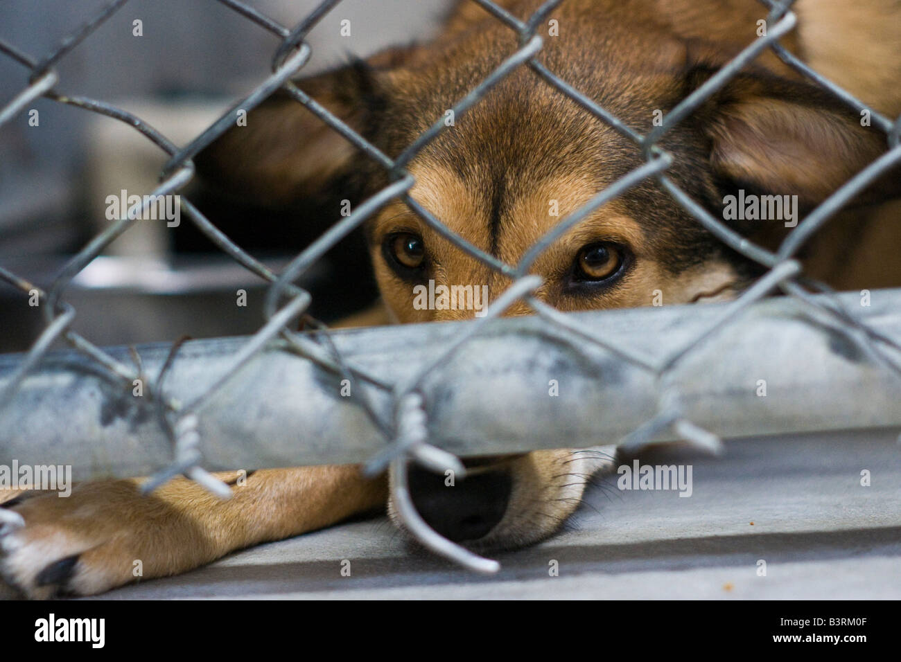 bat eared dog just waiting for the day its escapes the cage Stock Photo ...