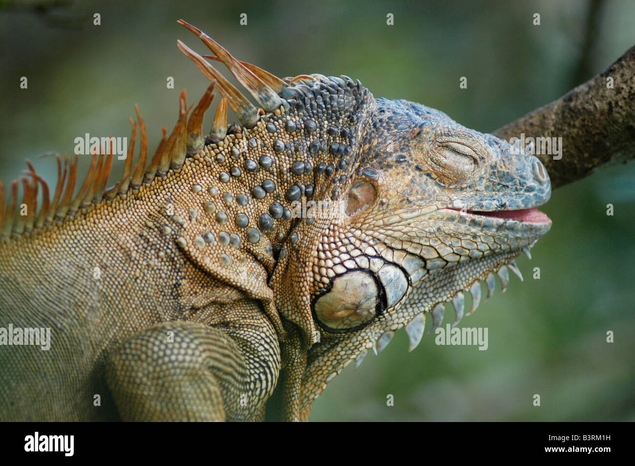 Iquana hi-res stock photography and images - Alamy