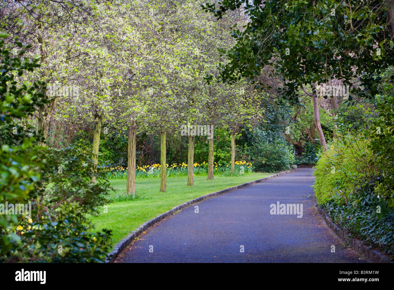 Perennials and tree hi-res stock photography and images - Alamy